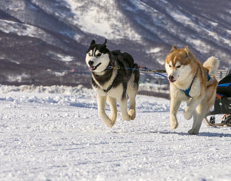 Dogs Team Running in the Snow on Kamchatka. Editorial Photography ...