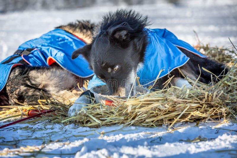 Dogs from the Team of Sled Dogs on Recreation during the Competition ...