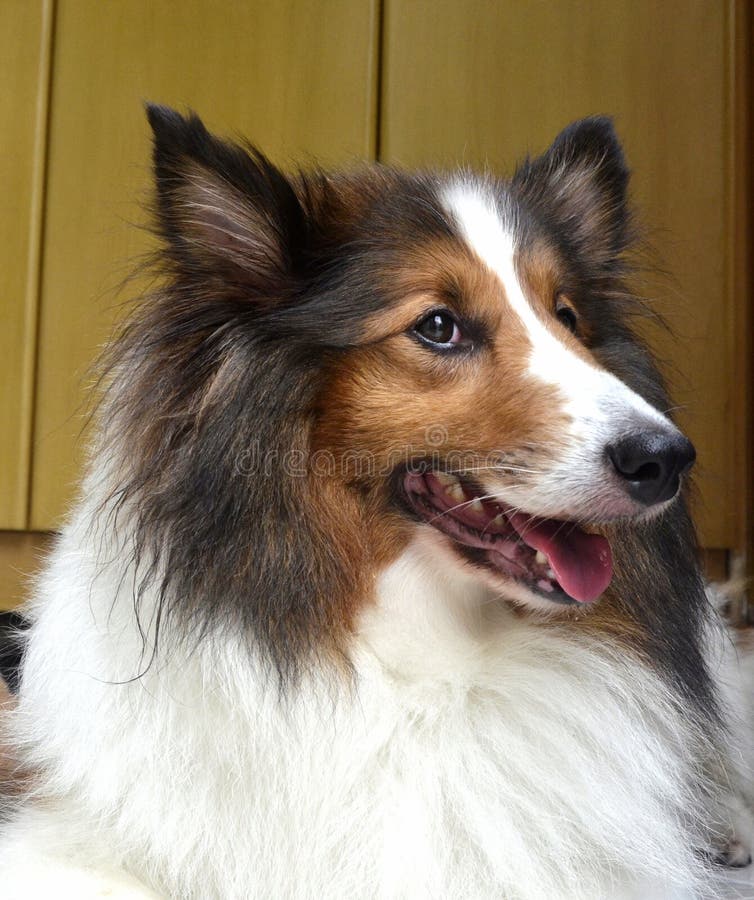 Dogs stock image. Image of mammals, tricolor, family - 32974113