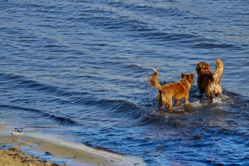 Dogs Watching the Sea on a Beach Day. Stock Image - Image of cove ...