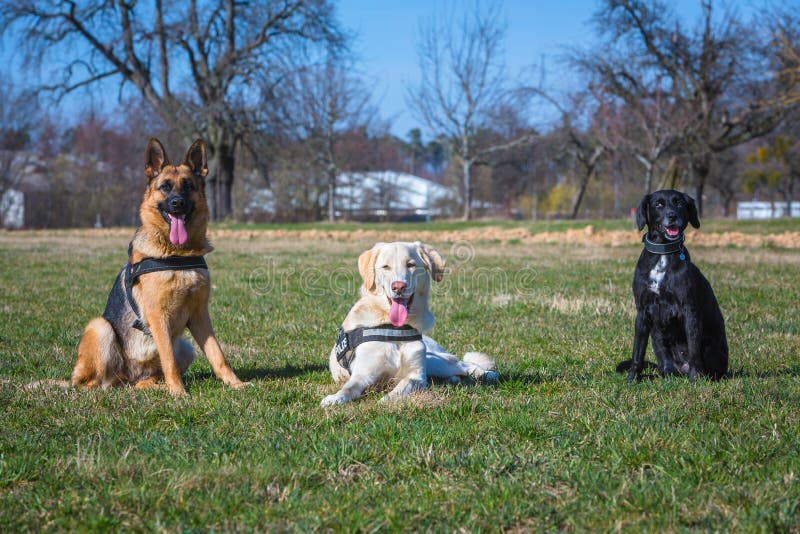 Dogs together stock photo. Image of animal, sitting, exercise - 88746760