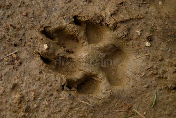 Dogs track on mud stock photo. Image of vestige, claw - 3362858