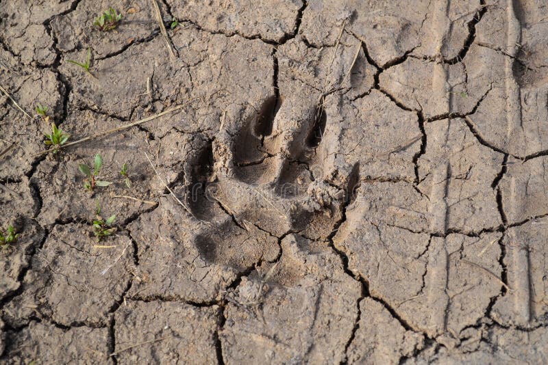 Dog Tracks In Mud