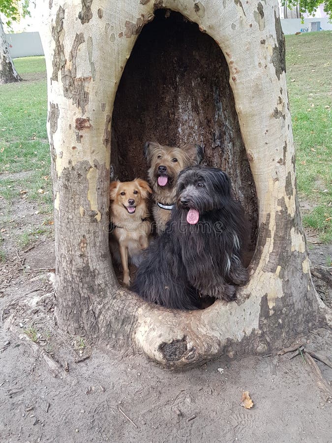 TREE DOGS CELEBRATING A BIRTHDAY PARTY WEARING A BLUE, GREEN AND Stock ...