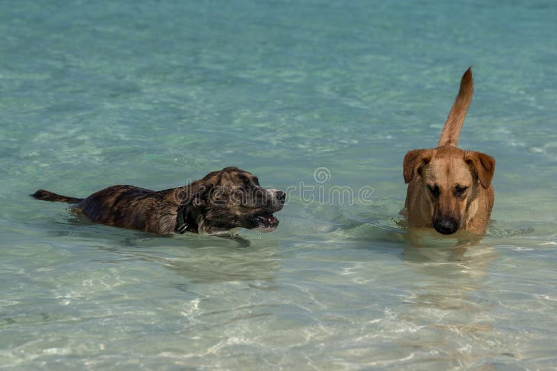 Dogs on Tropical Polynesian Beach Stock Photo - Image of black, beach ...
