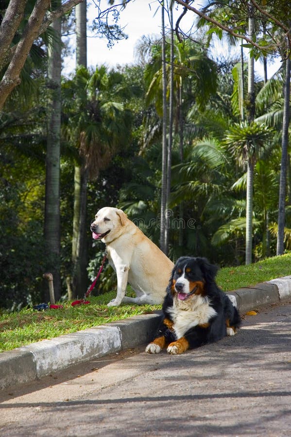 Dogs stock image. Image of saint, bernaise, moutain, labrador - 54273759