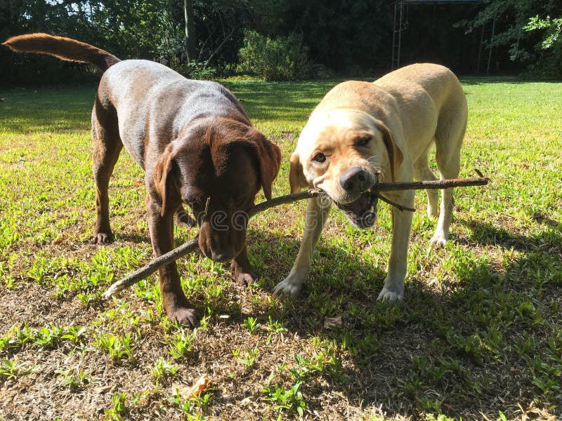 Dogs stock image. Image of brown, canine, grass, thirsty - 113802567