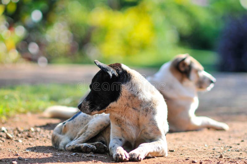 2 dogs at sunrise stock photo. Image of sitting, backli - 9942972