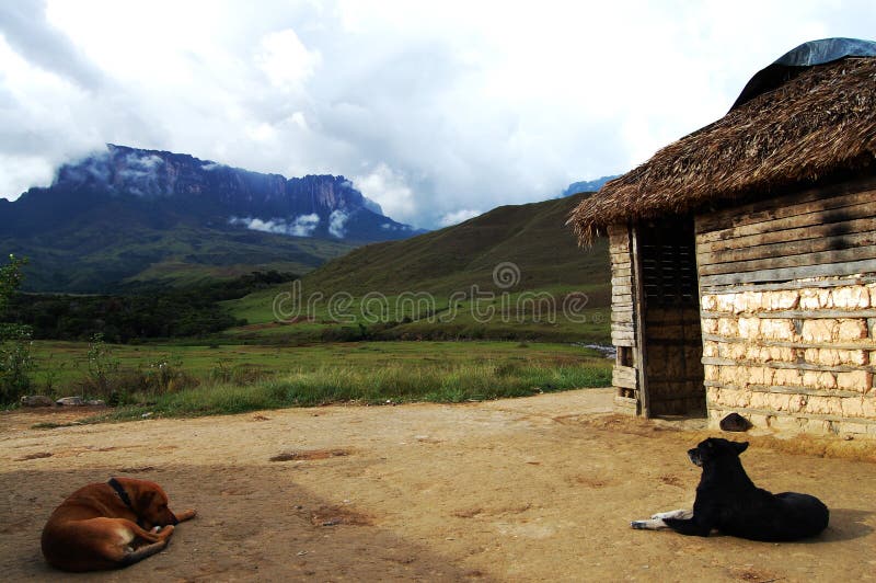 Dogs - Venezuela stock photo. Image of mount, guyana - 38497302