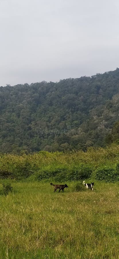 Dogs View of Heavenly Fun Running in the Sky Stock Image - Image of ...