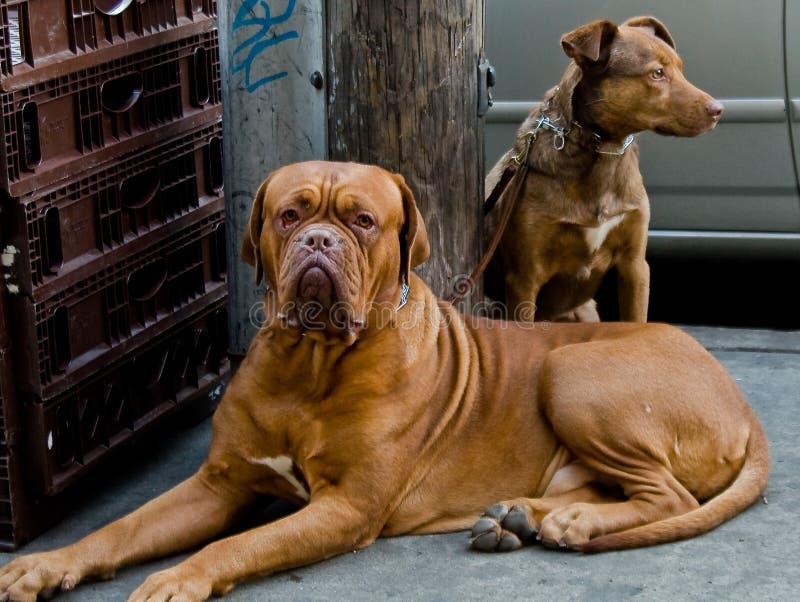 Dogs waiting in the street stock photo. Image of pair - 13181388
