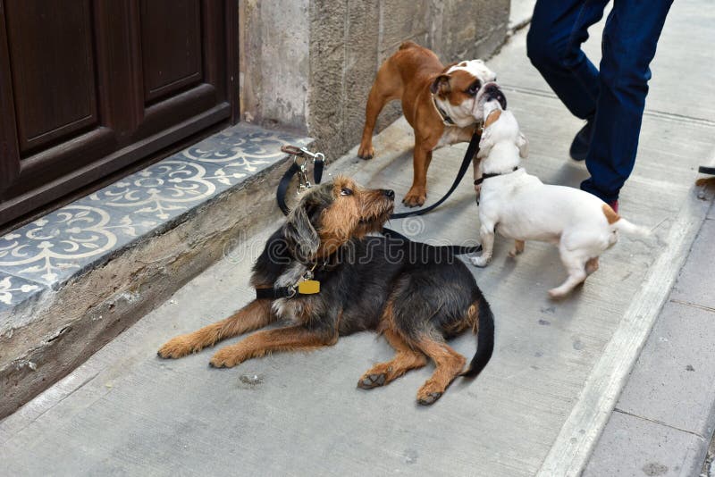 Dogs are Waiting for Their Dog Walker Stock Image - Image of bulldog ...