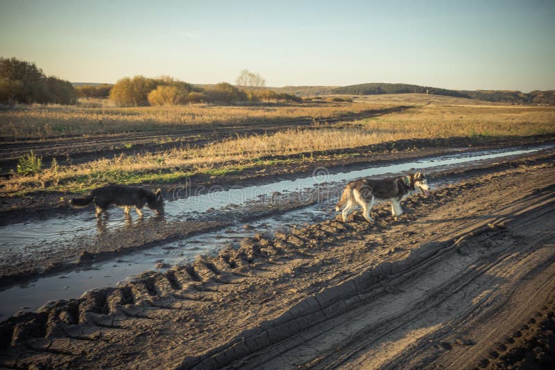 Dogs on a Walk in the Countryside Stock Photo - Image of carefree ...