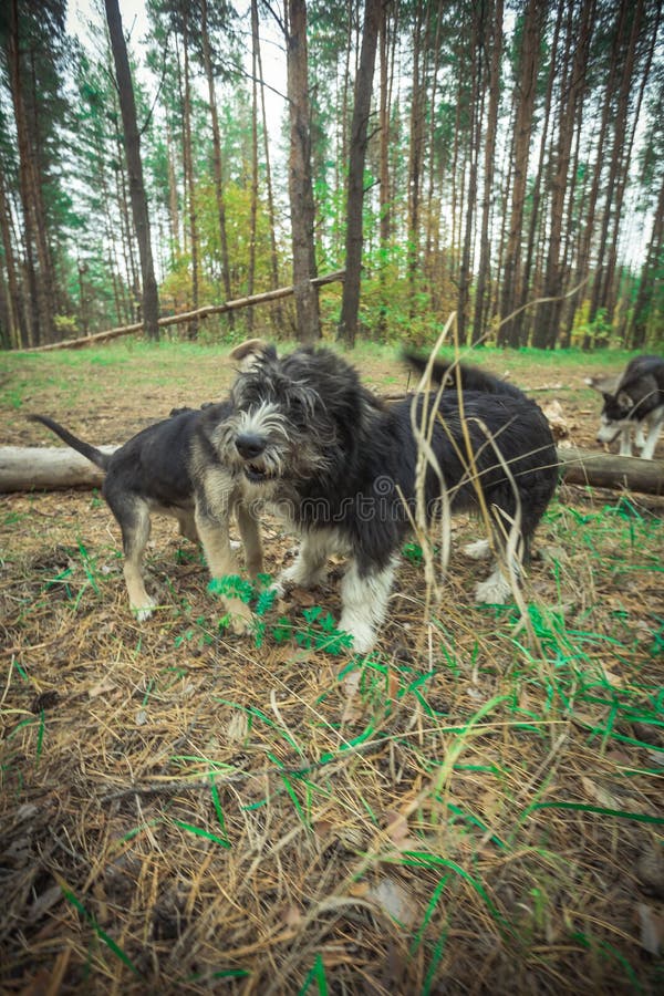 Dogs on a Walk in the Countryside Stock Image - Image of freedom, care ...