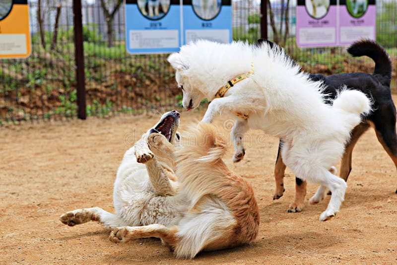 Dogs walk with humans stock image. Image of korea, dogs - 217362025