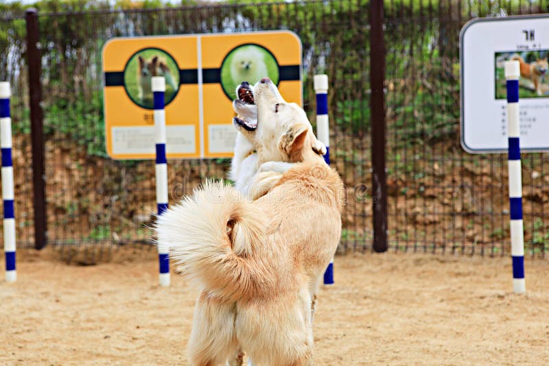 Dogs walk with humans stock image. Image of leash, park - 217362049