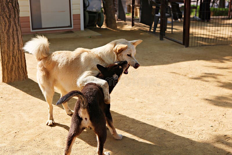 Dogs walk with humans stock photo. Image of scenery - 217362840