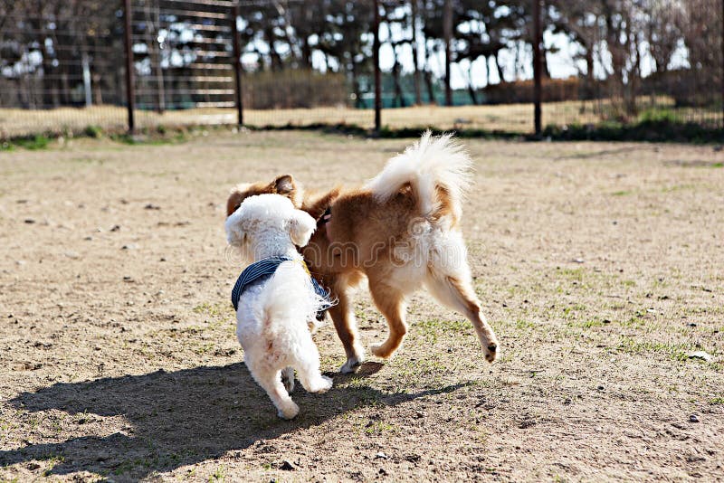 Dogs walk with humans stock image. Image of animal, korea - 217363355