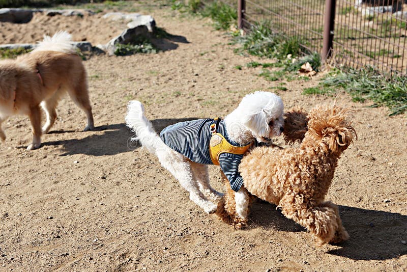 Dogs walk with humans stock photo. Image of leash, korea - 217363526