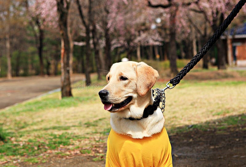 Dogs walk with humans stock photo. Image of animal, puppy - 217363710