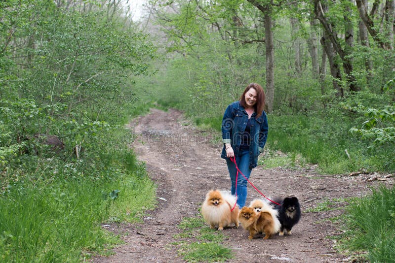 Dogs for a Walk in the Spring Forest Joyfully Walk in Warm Weather ...
