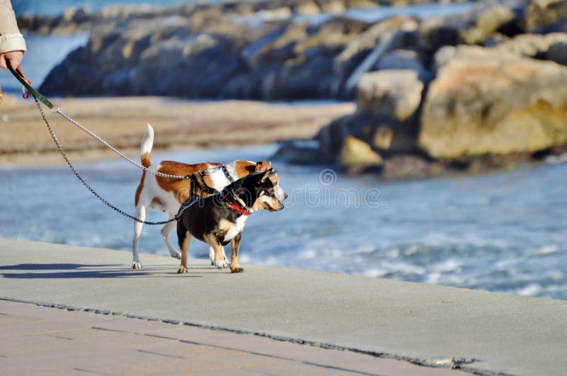 Two Dogs Walking Meet at the Beach Stock Image - Image of blue, coat ...