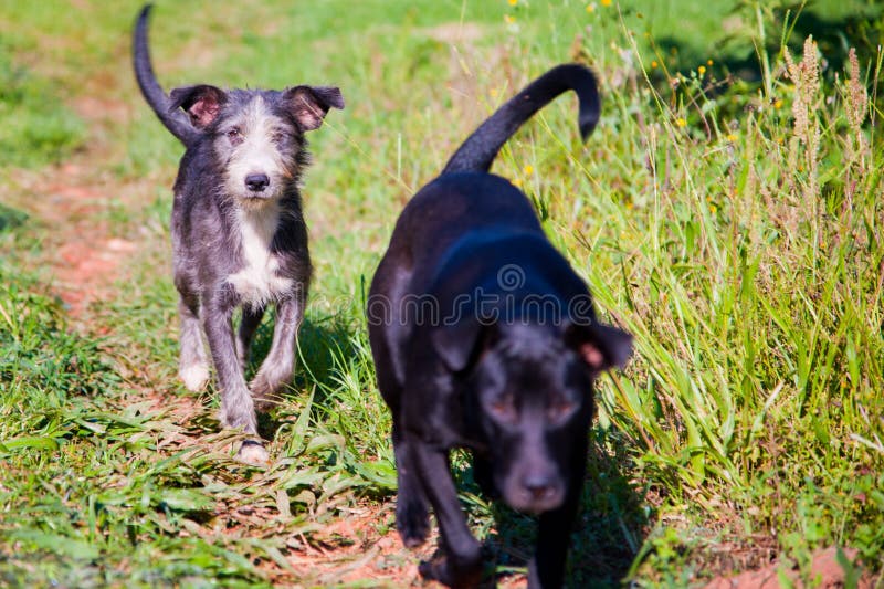 Two dogs walking together stock photo. Image of friendship - 27908150
