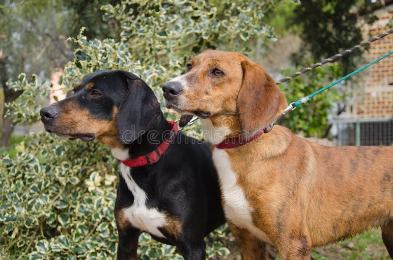 Two dogs walking together stock photo. Image of friendship - 27908150