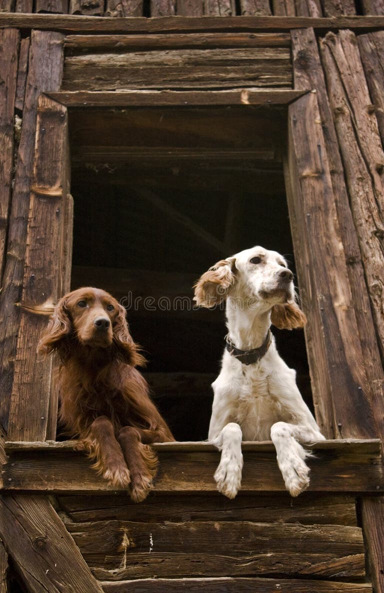 412 Dogs Looking Out Window Stock Photos - Free & Royalty-Free Stock ...