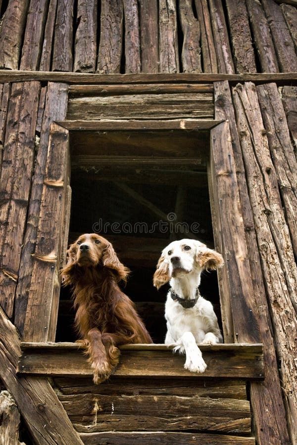 Dogs at the window stock photo. Image of faces, face - 24942446
