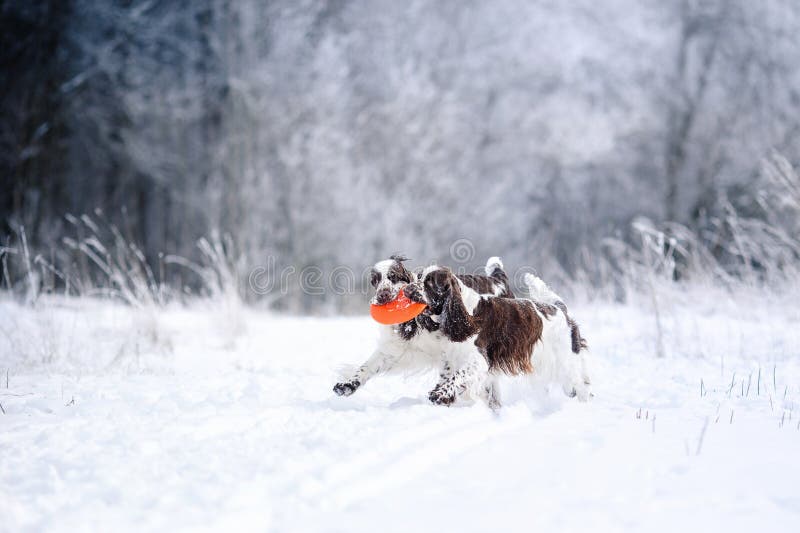 Dogs in the Winter in the Snow. Active Springer Spaniel Plays in Nature ...
