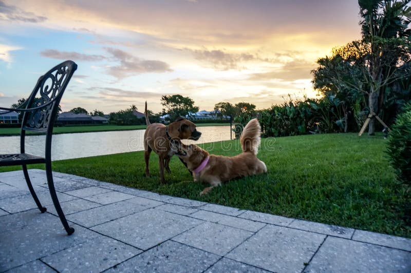 Two Dogs Playing in the Grass at Sunset Stock Photo - Image of grass ...