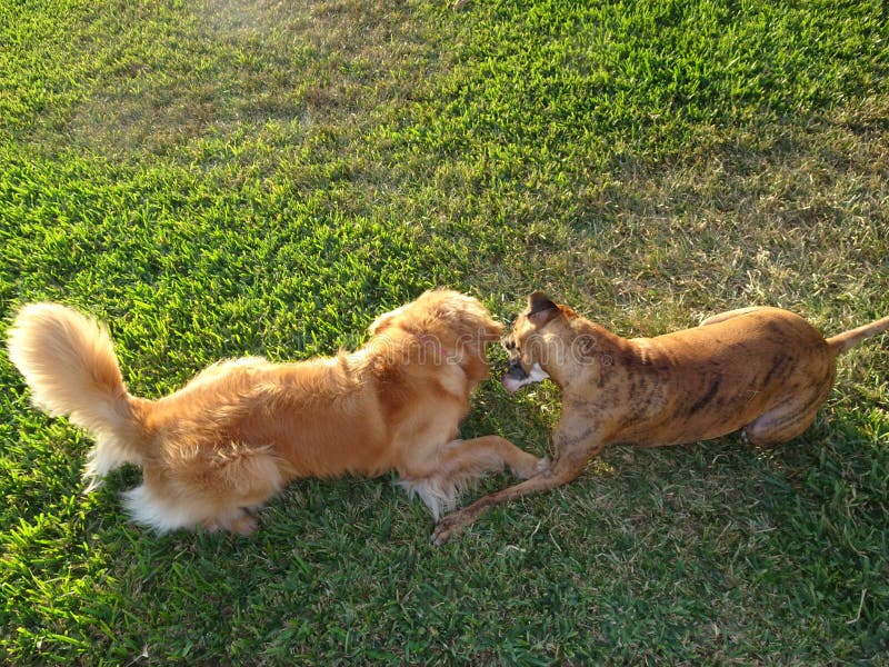 Two Dogs Playing in the Grass at Sunset Stock Photo - Image of buddies ...