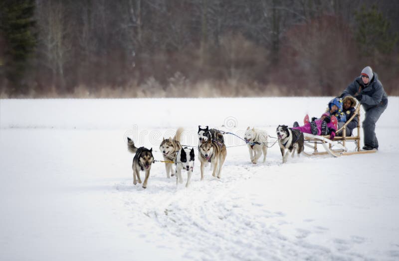 Dog sled stock image. Image of snow, travel, white, sled - 113168227