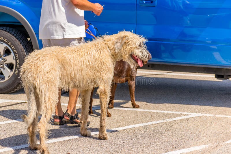 Dogsloading Stock Photos - Free & Royalty-Free Stock Photos from Dreamstime