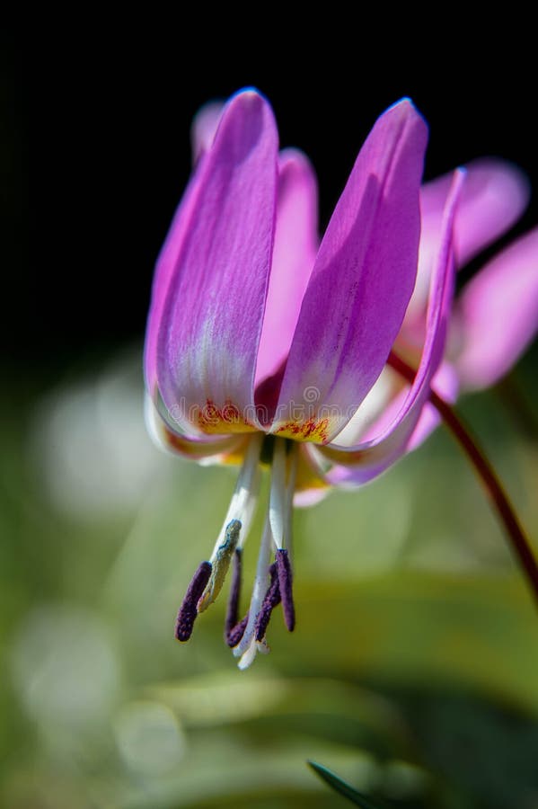Dogtooth violet stock image. Image of liliales, bulb - 218083569