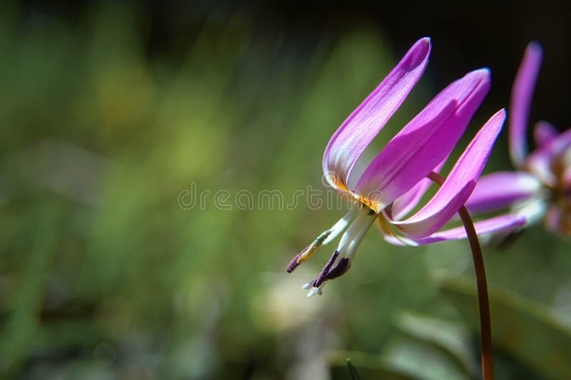 Dogtooth Violet, Dog`s-tooth-violet - Erythronium Dens-canis Stock ...