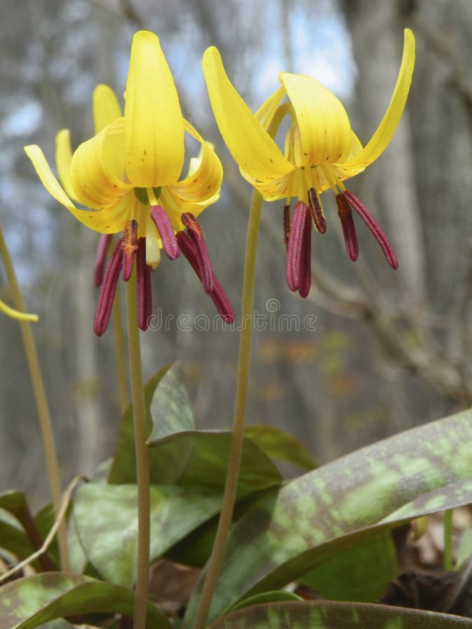 Dogtooth Violet, Dog`s-tooth-violet - Erythronium Dens-canis Stock ...