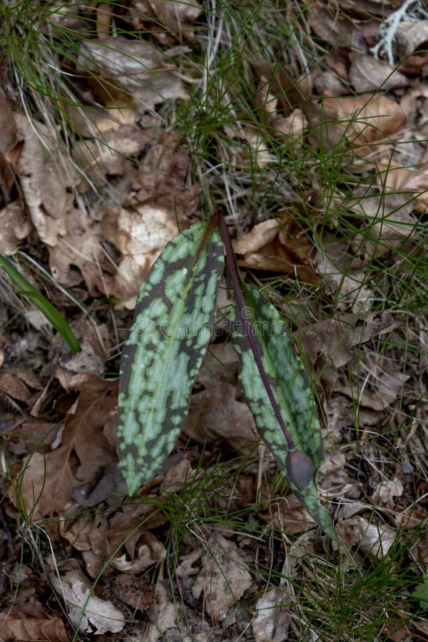 Dogtooth Violet Spotted Leaves Stock Image - Image of lilac, ecology ...