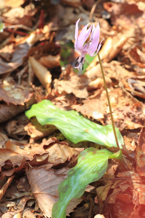 Dogtooth violet stock photo. Image of katakuri, ower - 40162646