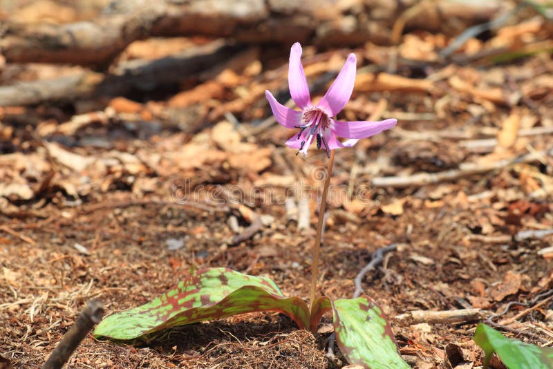 Dogtooth violet stock image. Image of erythronium, japonicum - 40162729