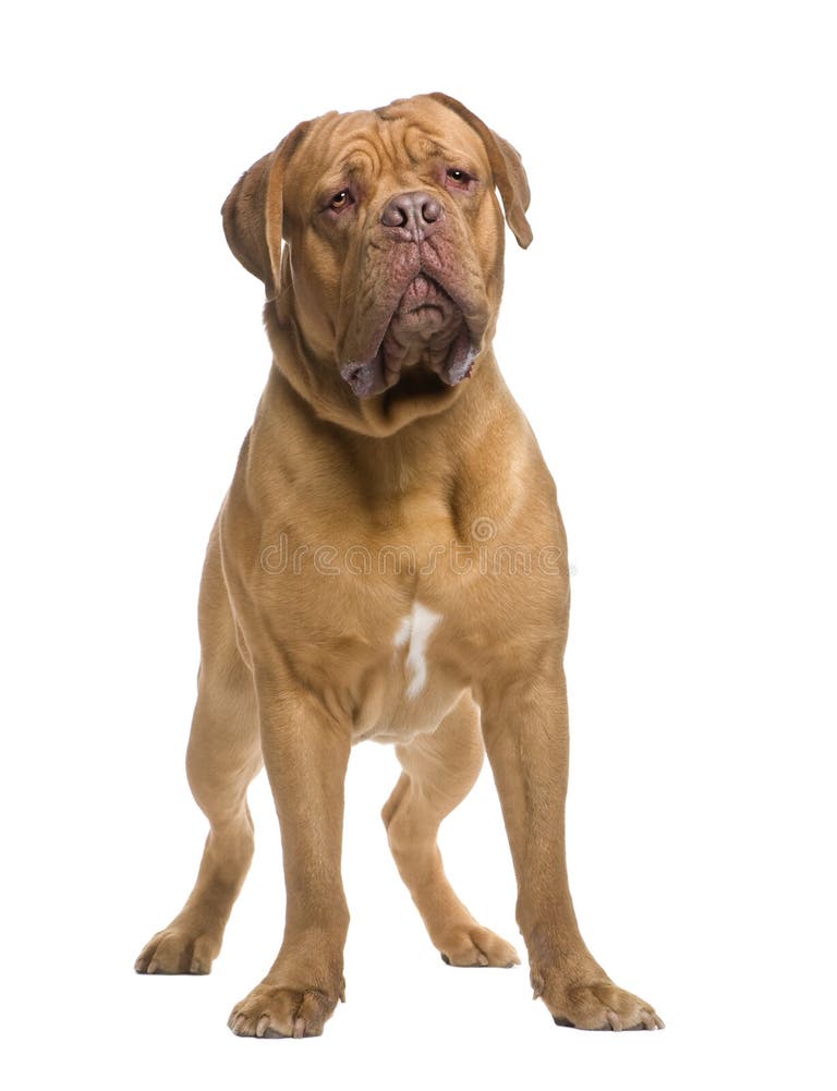1,156 White Background Dogue De Bordeaux Stock Photos - Free & Royalty ...