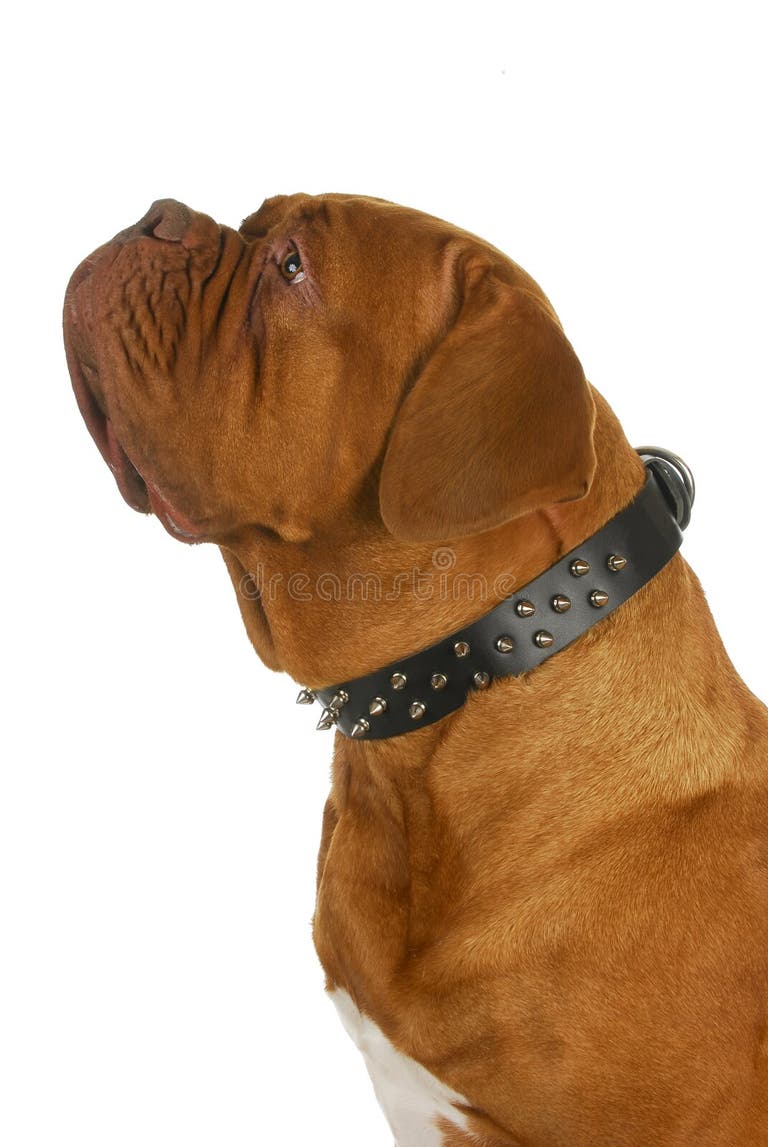 1,156 White Background Dogue De Bordeaux Stock Photos - Free & Royalty ...
