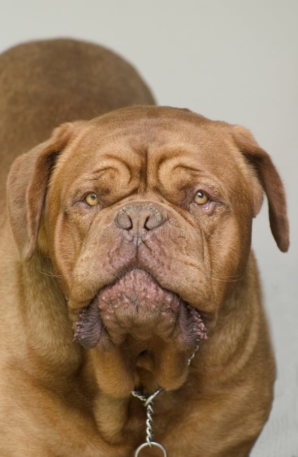 Dogue De Bordeaux Male stock image. Image of serious, male - 2212467