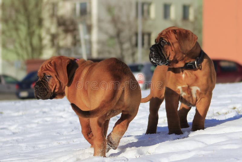 Dogue de Bordeaux - Puppy stock photo. Image of dogue - 84656972