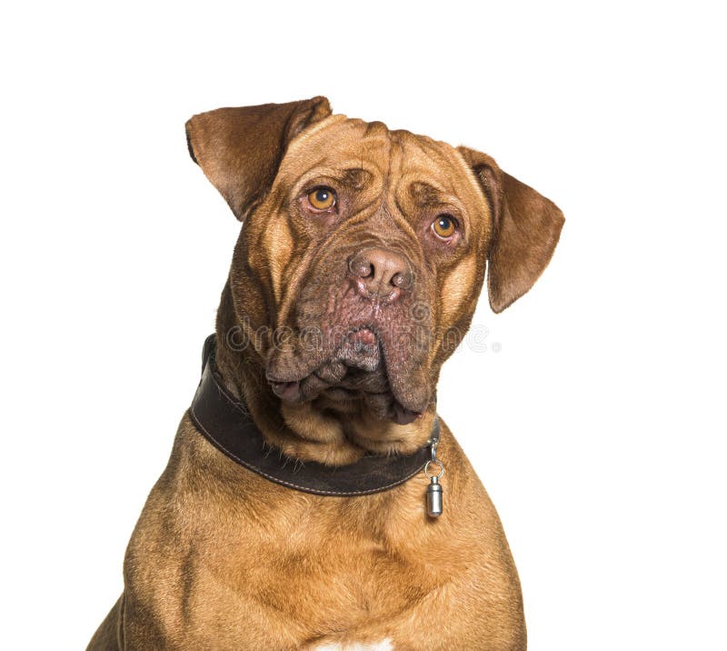 Dogue De Bordeaux Wearing a Collar ID, Isolated on White Stock Image ...