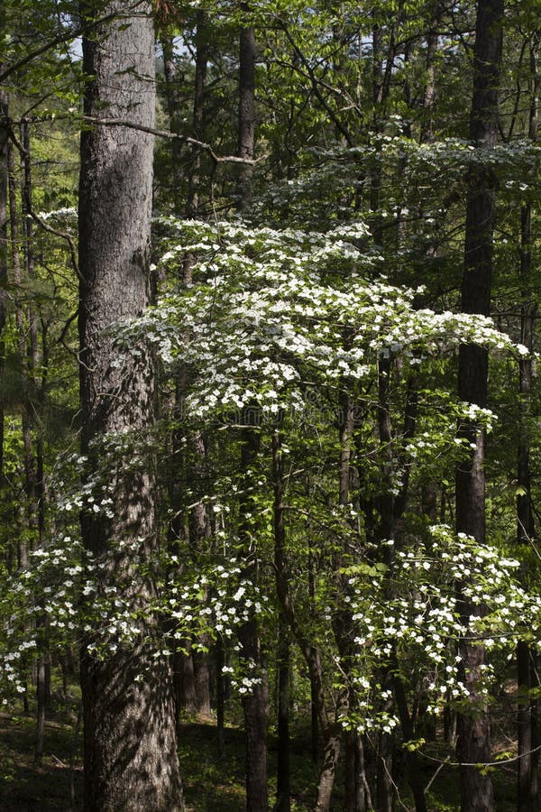 Dogwood Blossoms in Oklahoma Woods Stock Image - Image of nature ...