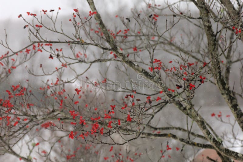 Dogwood Branches with Red Berries in Winter Stock Photo - Image of ...