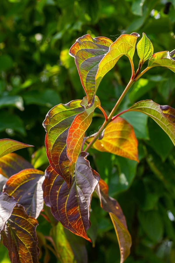 Dogwood Cornus Sanguinea , Leaf Background, Selective Focus Stock Photo ...