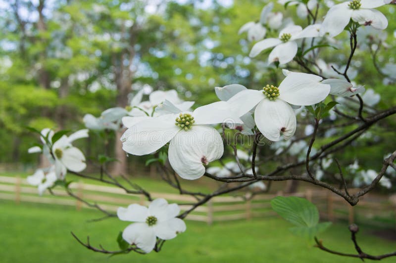 Dogwood stock photo. Image of springtime, field, flower - 35606272